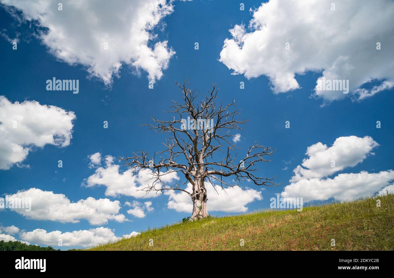 lonely dead dry tree on a hill Stock Photo - Alamy