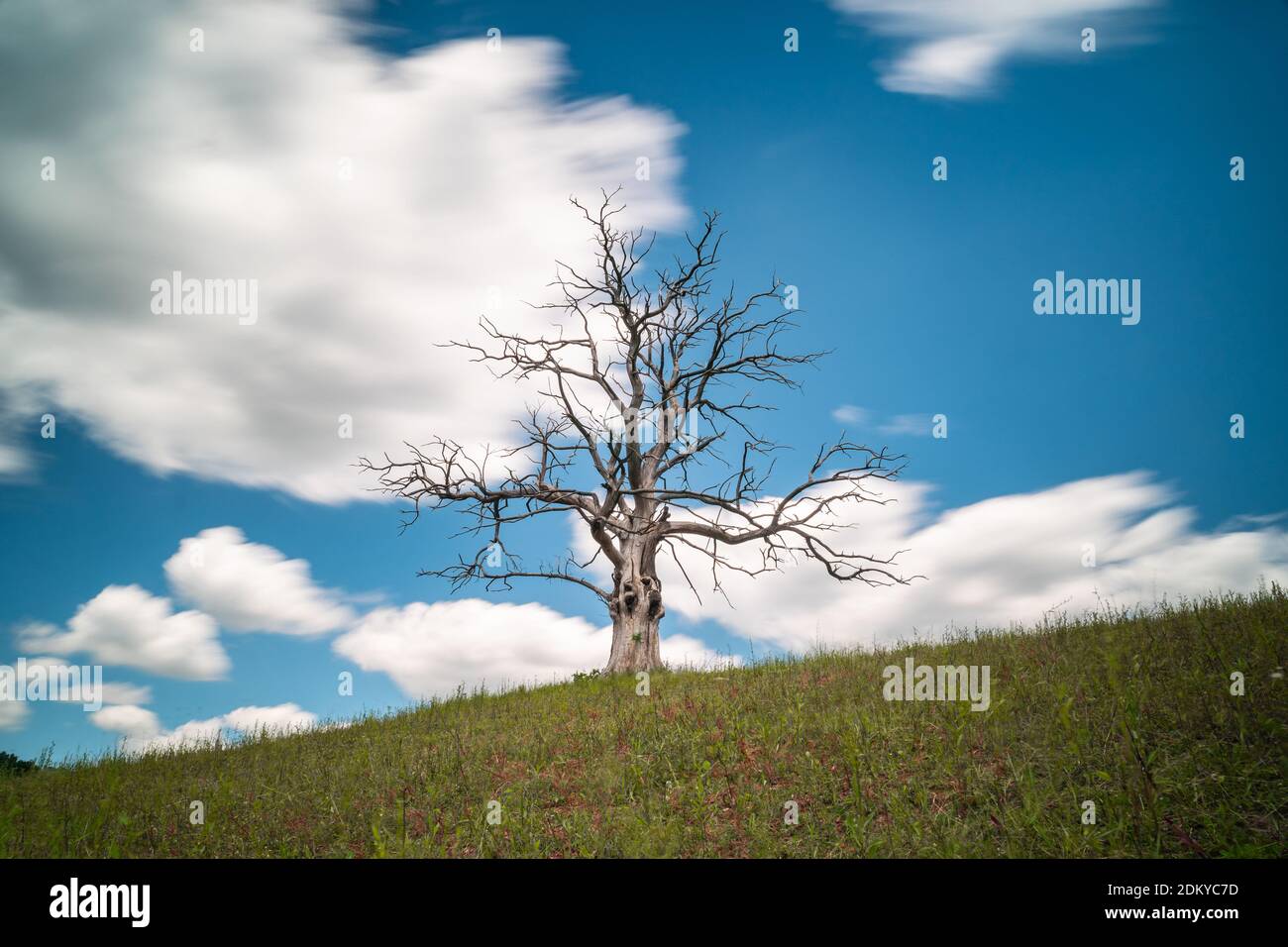 lonely dead dry tree on a hill Stock Photo - Alamy