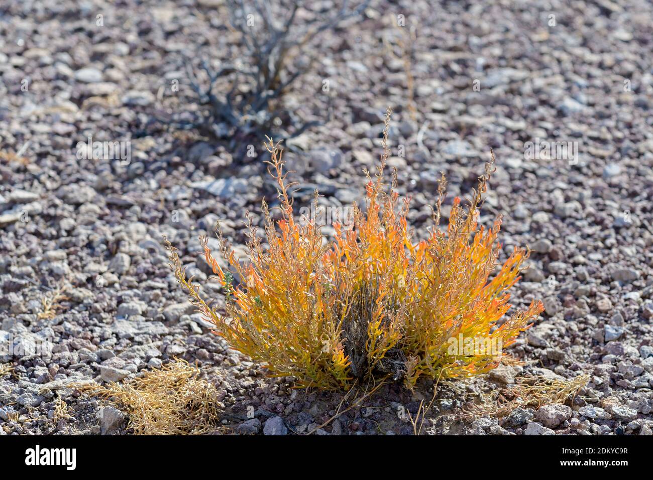 Colorful sagebrush growing in the desert Stock Photo - Alamy
