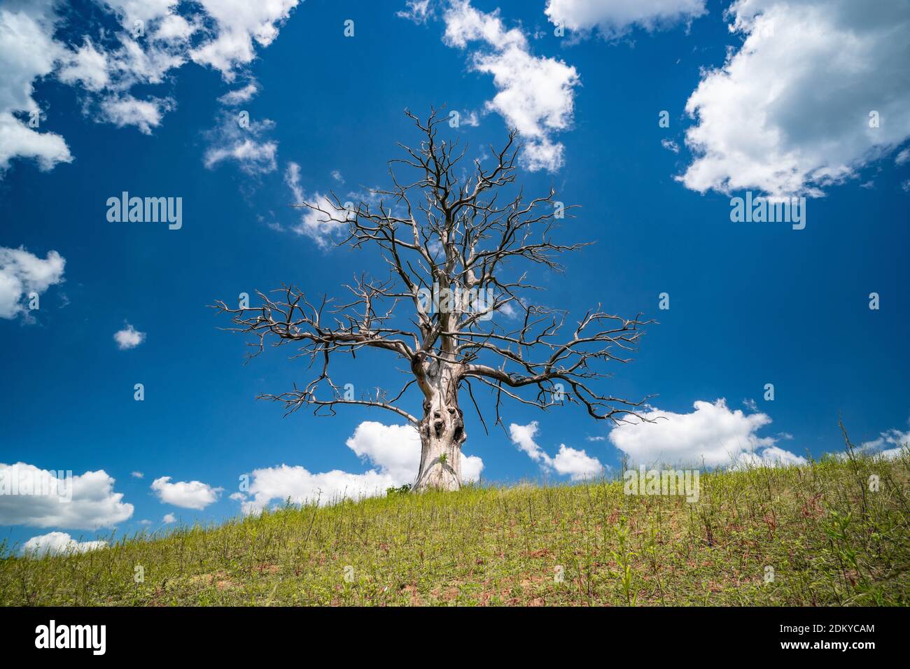lonely dead dry tree on a hill Stock Photo - Alamy
