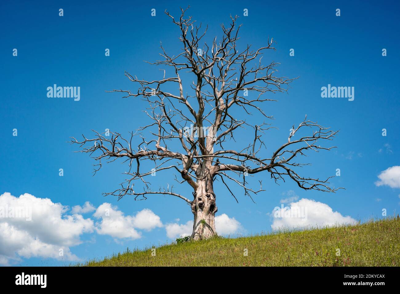 lonely dead dry tree on a hill Stock Photo - Alamy