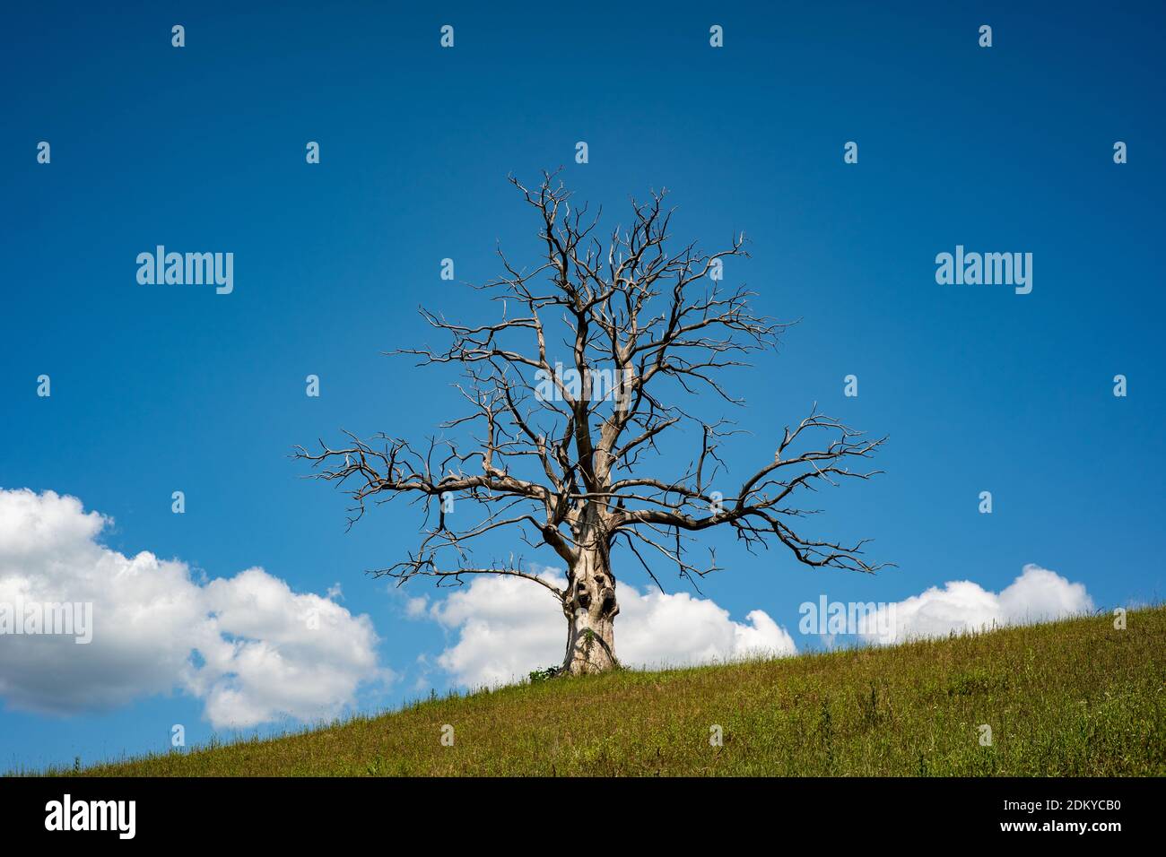 lonely dead dry tree on a hill Stock Photo - Alamy