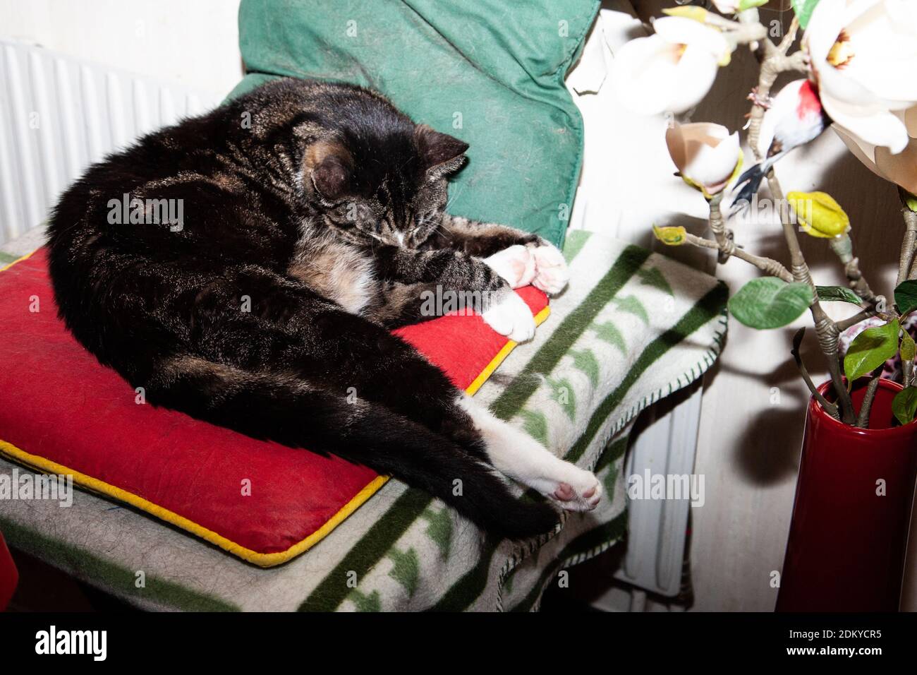 Our Cats in home, Malmø, Sweden Stock Photo - Alamy