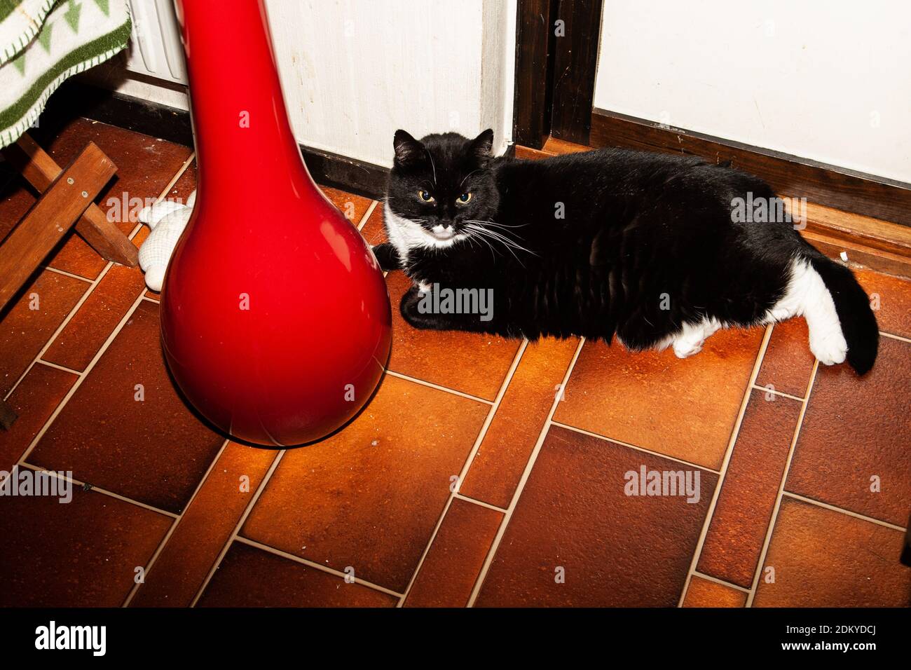 Our Cats in home, Malmø, Sweden Stock Photo - Alamy