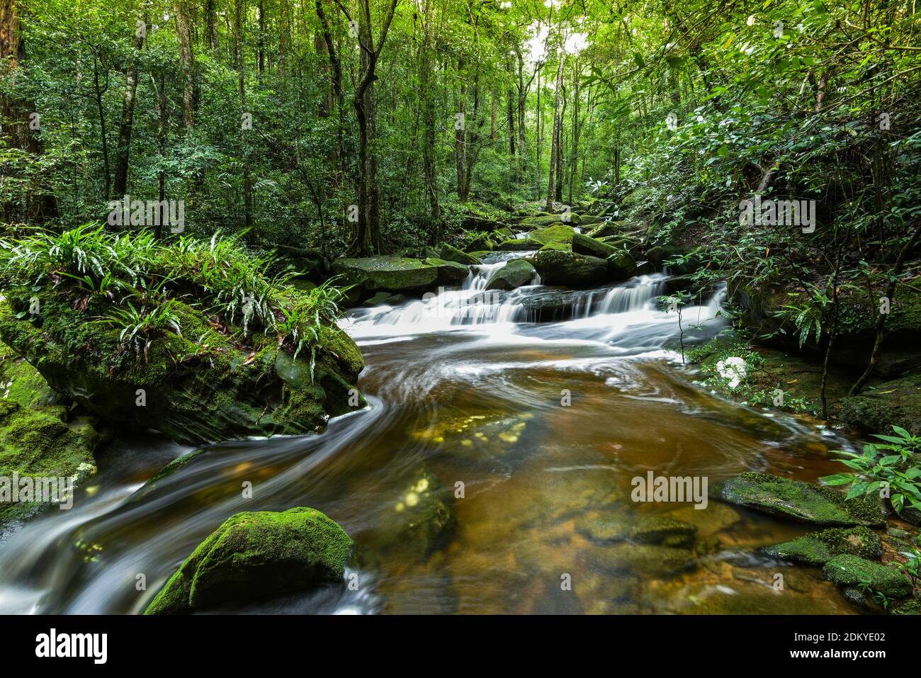 Rain pouring rainforest hi-res stock photography and images - Alamy