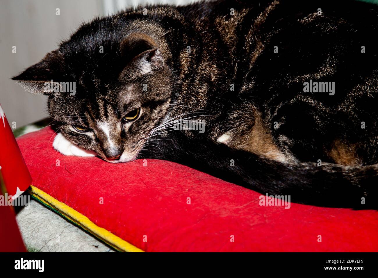 Our Cats in home, Malmø, Sweden Stock Photo - Alamy