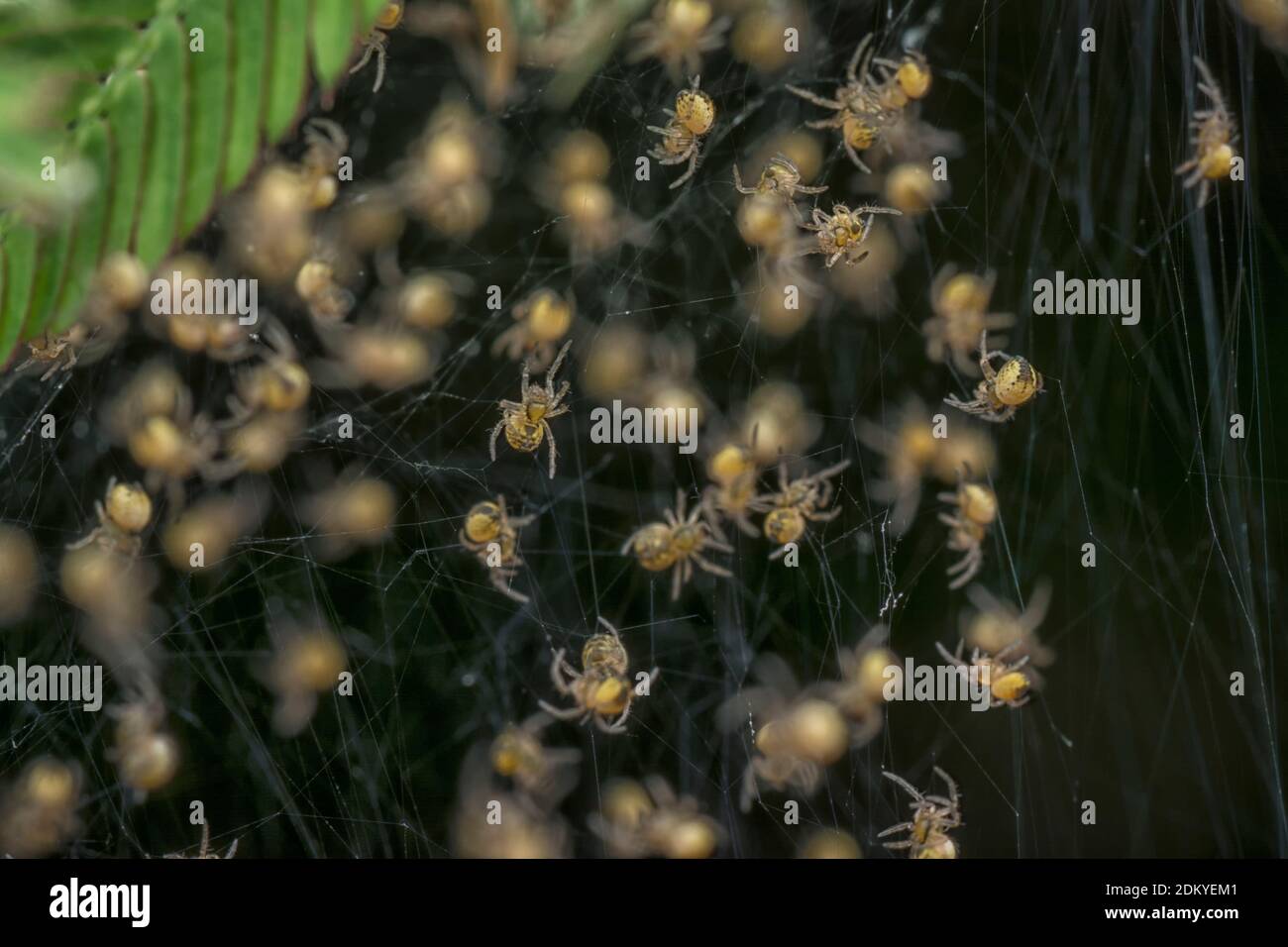 Baby arachnid hi-res stock photography and images - Alamy
