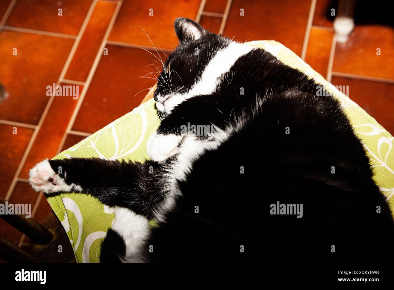 Our Cats in home, Malmø, Sweden Stock Photo - Alamy