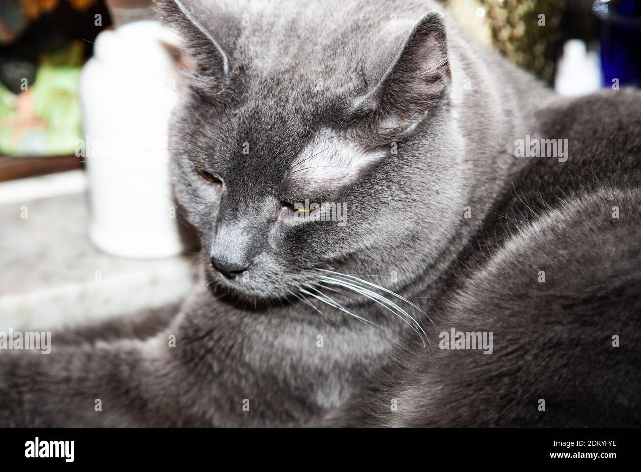 Our Cats in home, Malmø, Sweden Stock Photo - Alamy