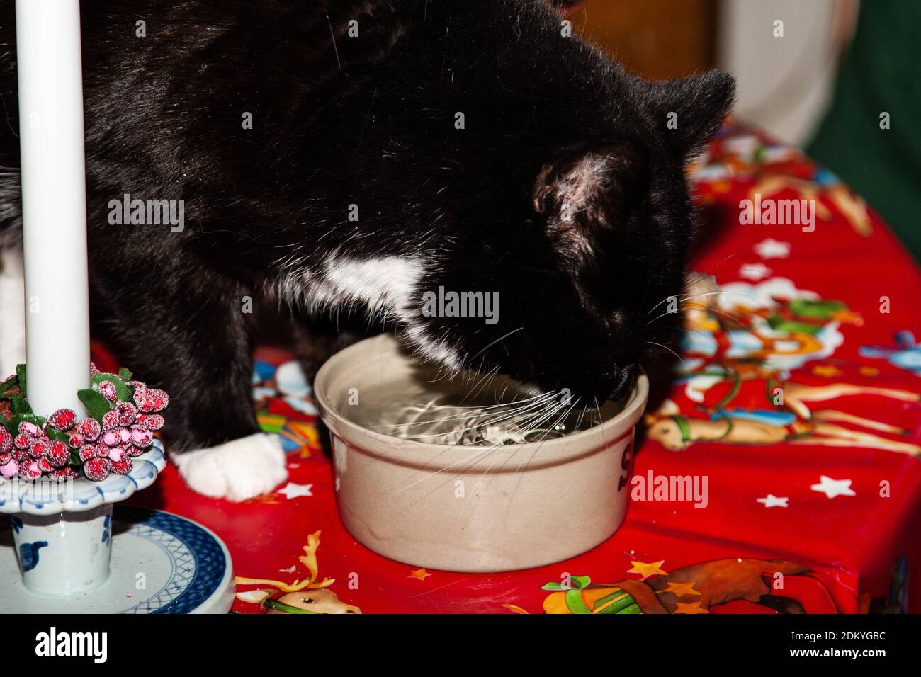 Our Cats in home, Malmø, Sweden Stock Photo - Alamy