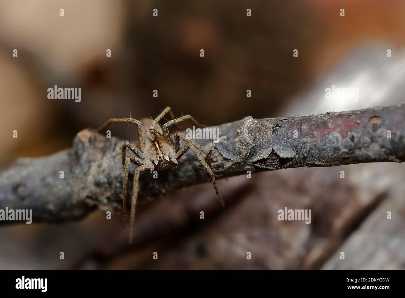 Close-up photo of a brown spider, spider looking at the camera Stock ...