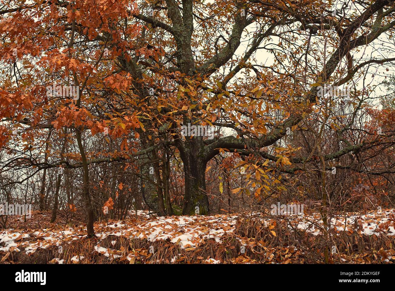 Autumn tree with beautiful brown leaves, fall scenery in the forest ...