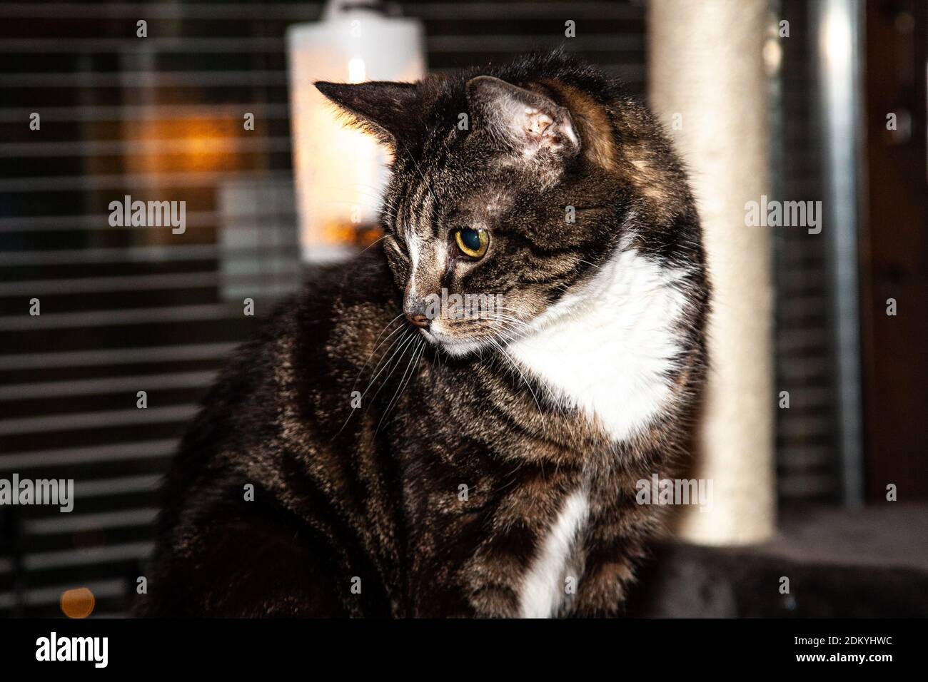 Our Cats in home, Malmø, Sweden Stock Photo - Alamy