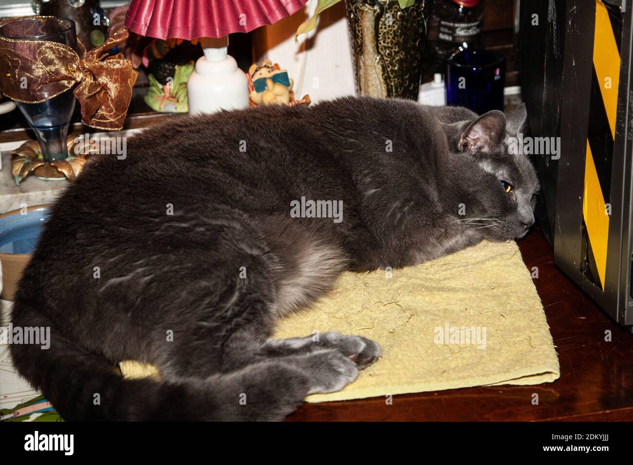Our Cats in home, Malmø, Sweden Stock Photo - Alamy
