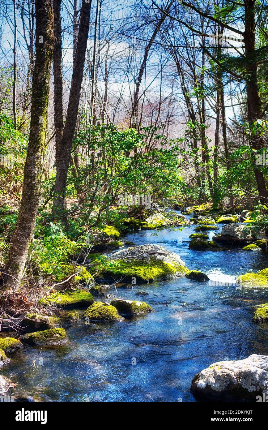A small stream running through humaston brook state park in northfield ...