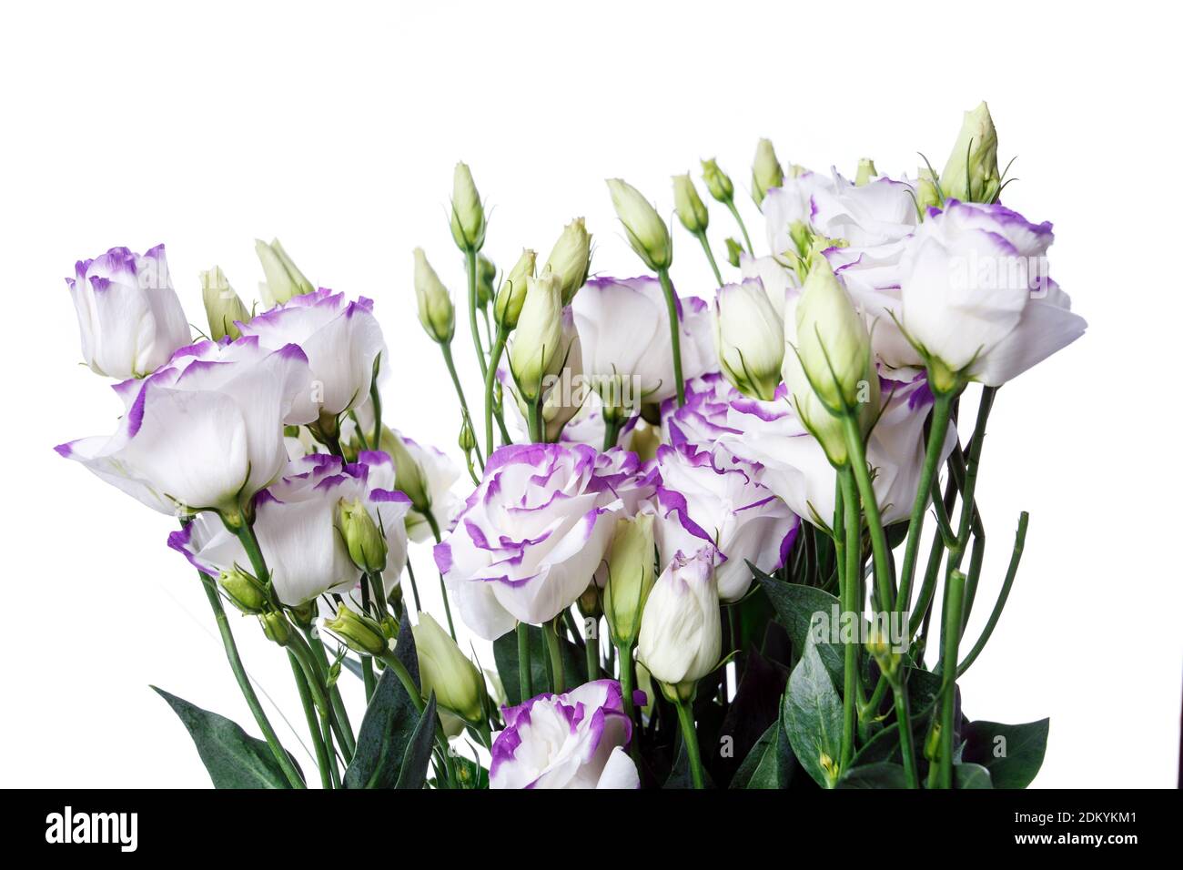 Studio shot of violet colored eustoma flowers isolated on white ...