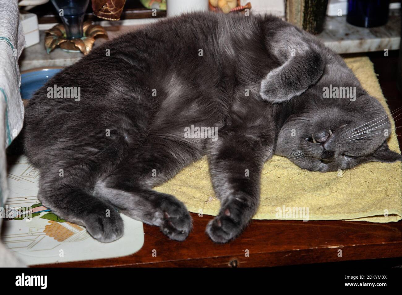 Our Cats in home, Malmø, Sweden Stock Photo - Alamy