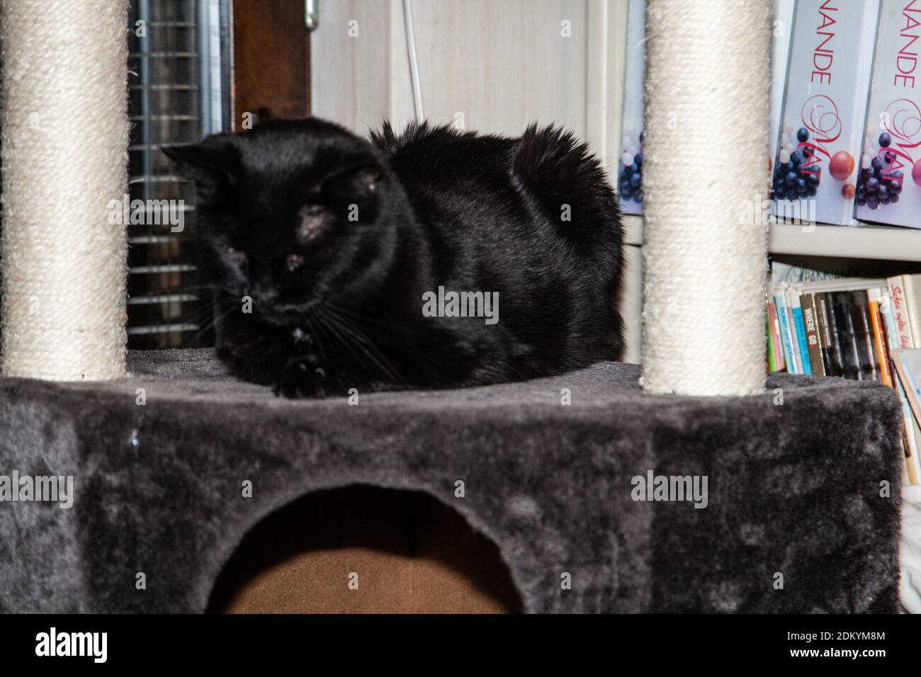 Our Cats in home, Malmø, Sweden Stock Photo - Alamy