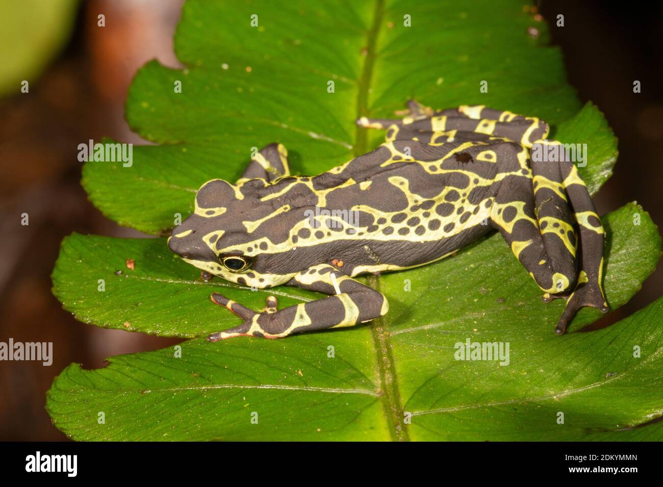 An un-named species of harlequin toad (Atelopus sp.) resting on a leaf ...
