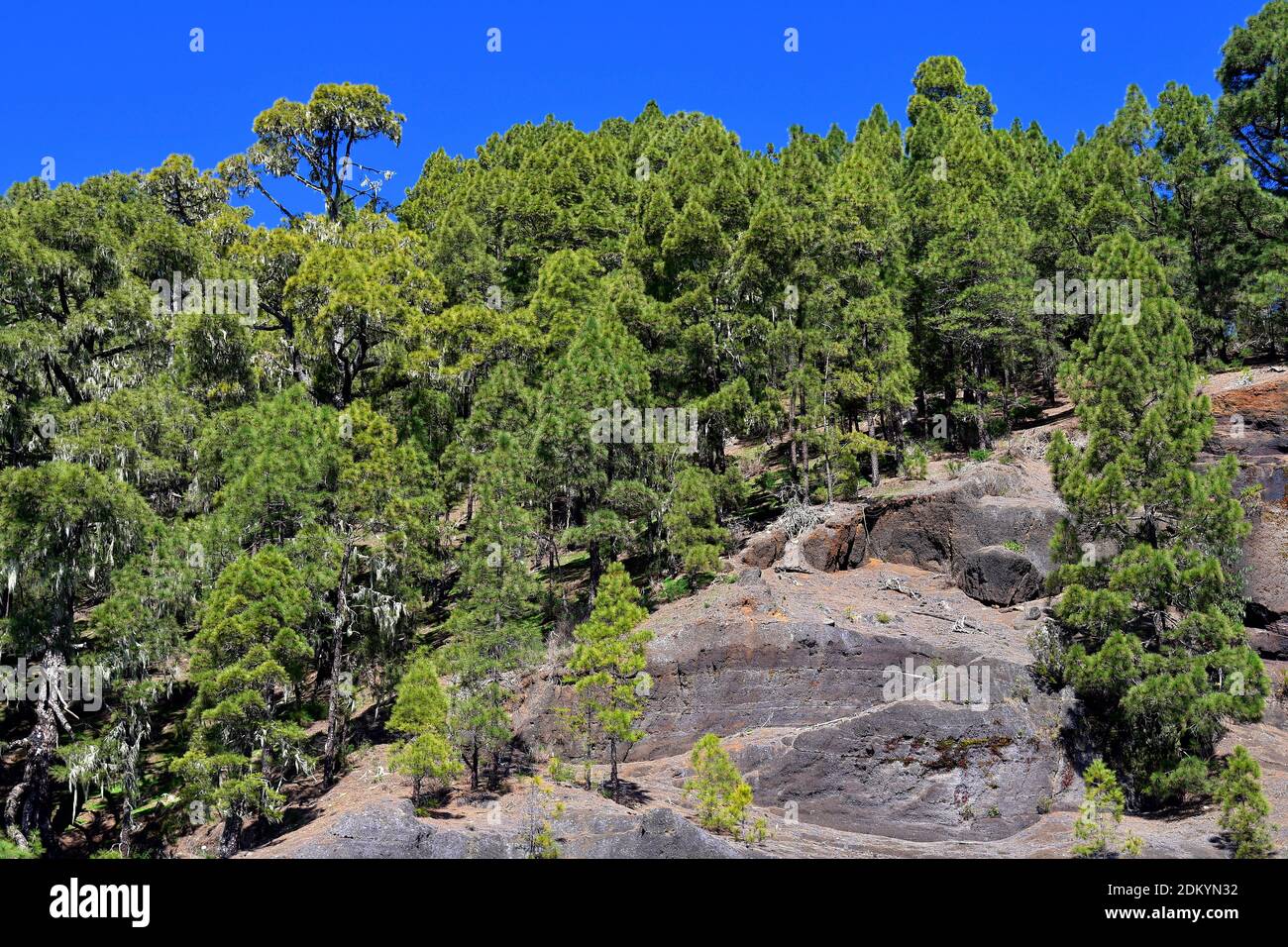 Spain, Canary Islands, Tenerife, pine trees Stock Photo - Alamy