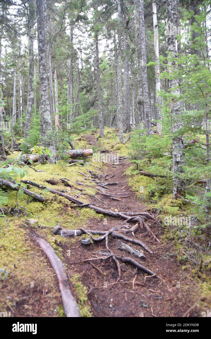 Tree lined trail on the New Brunswick Fundy Coast Stock Photo - Alamy