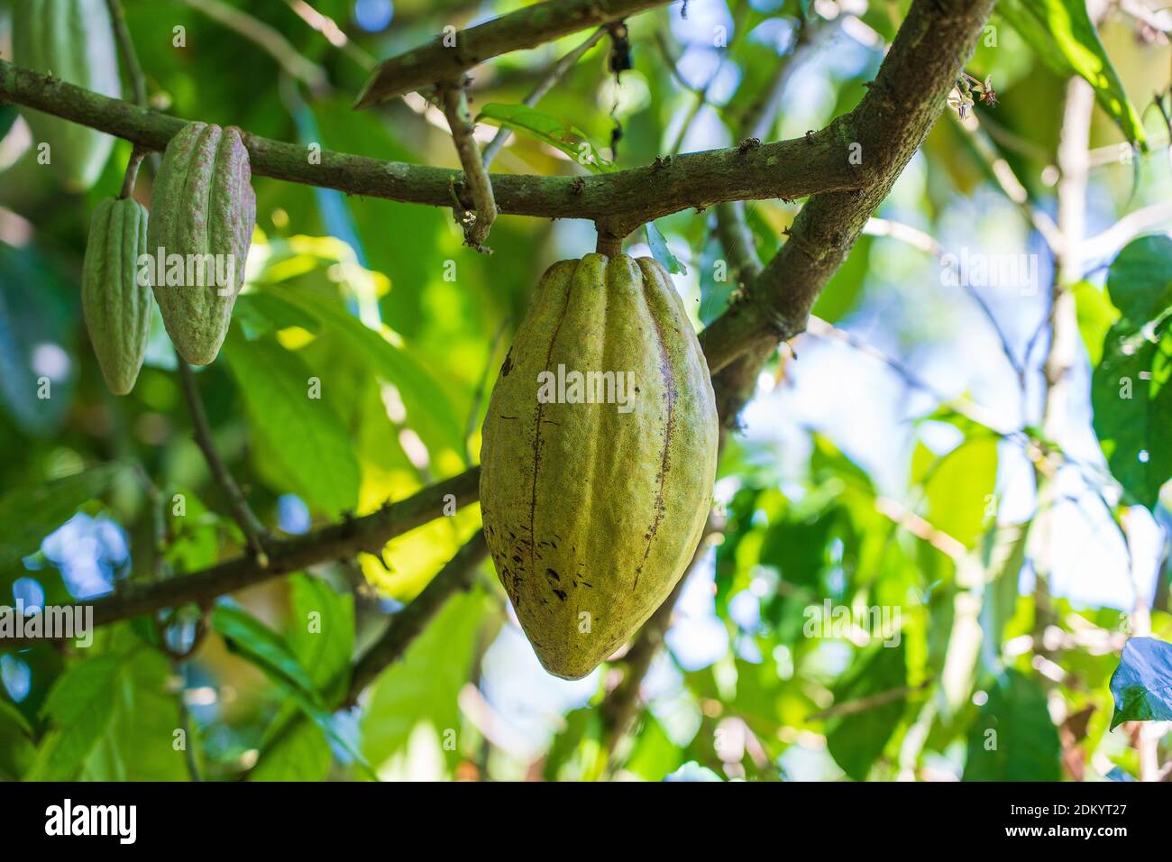 Green cacao pod growing on a cacao tree, island Bali, Indonesia , close ...