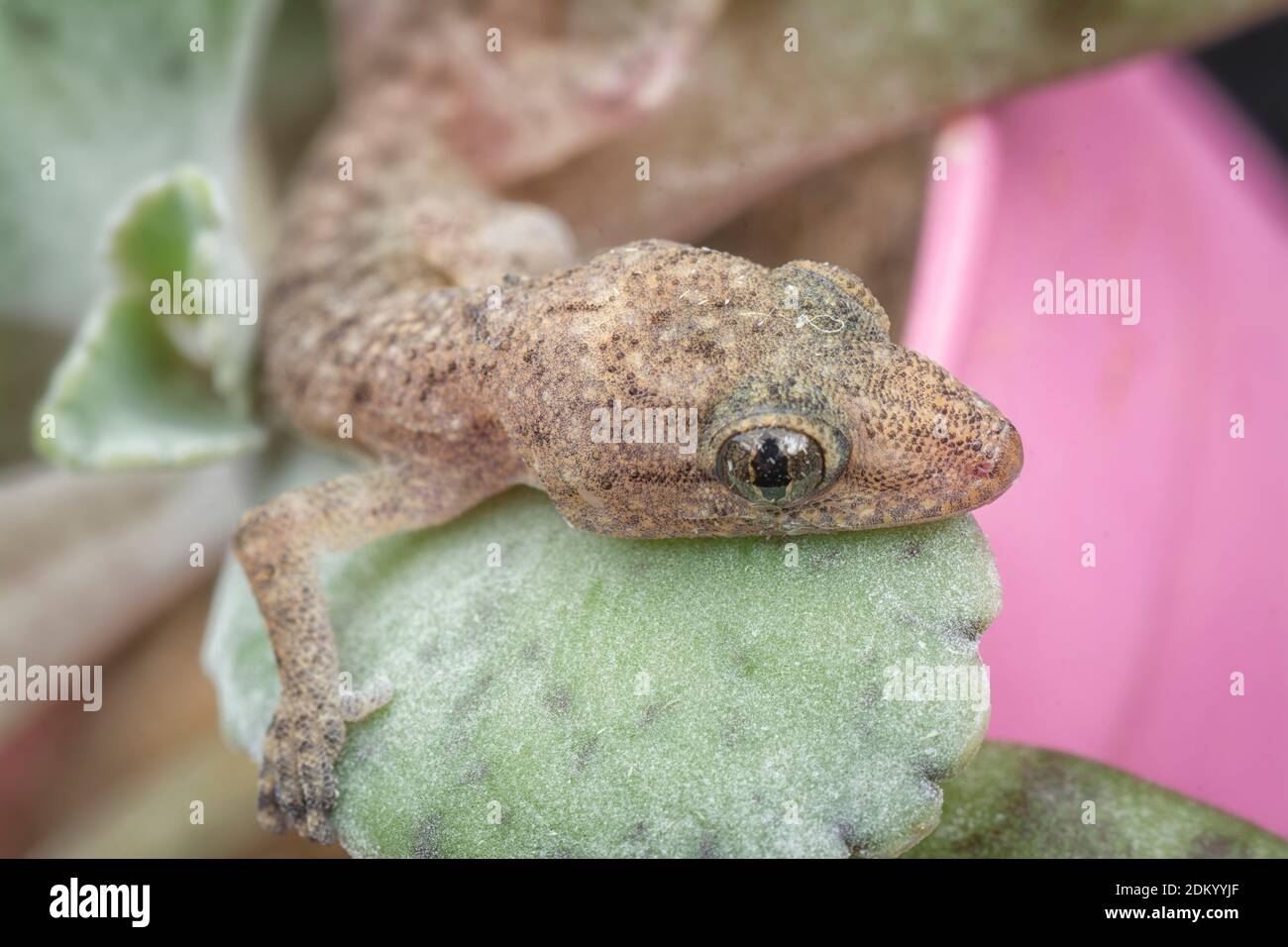 Baby Common Wall Lizard High Resolution Stock Photography and Images ...