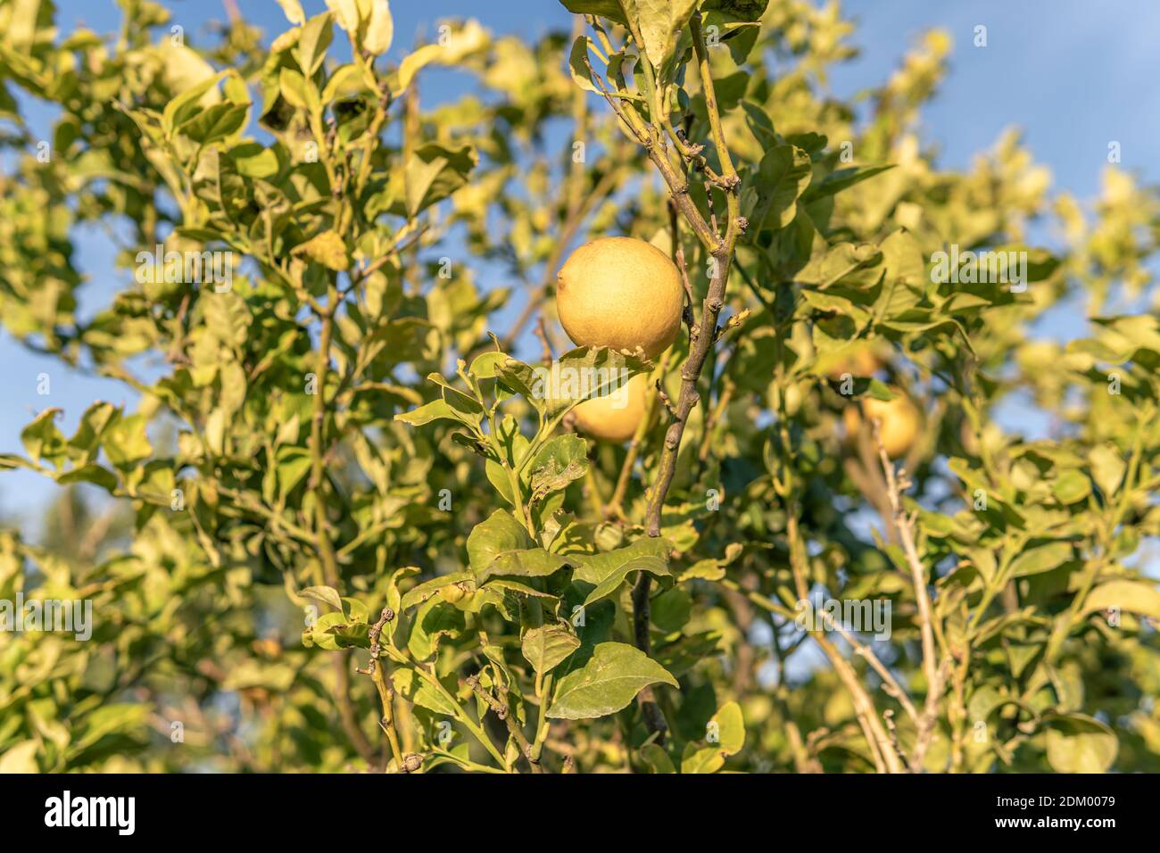 Lemon tree with lemons on a sunny day in the interior of the island of ...