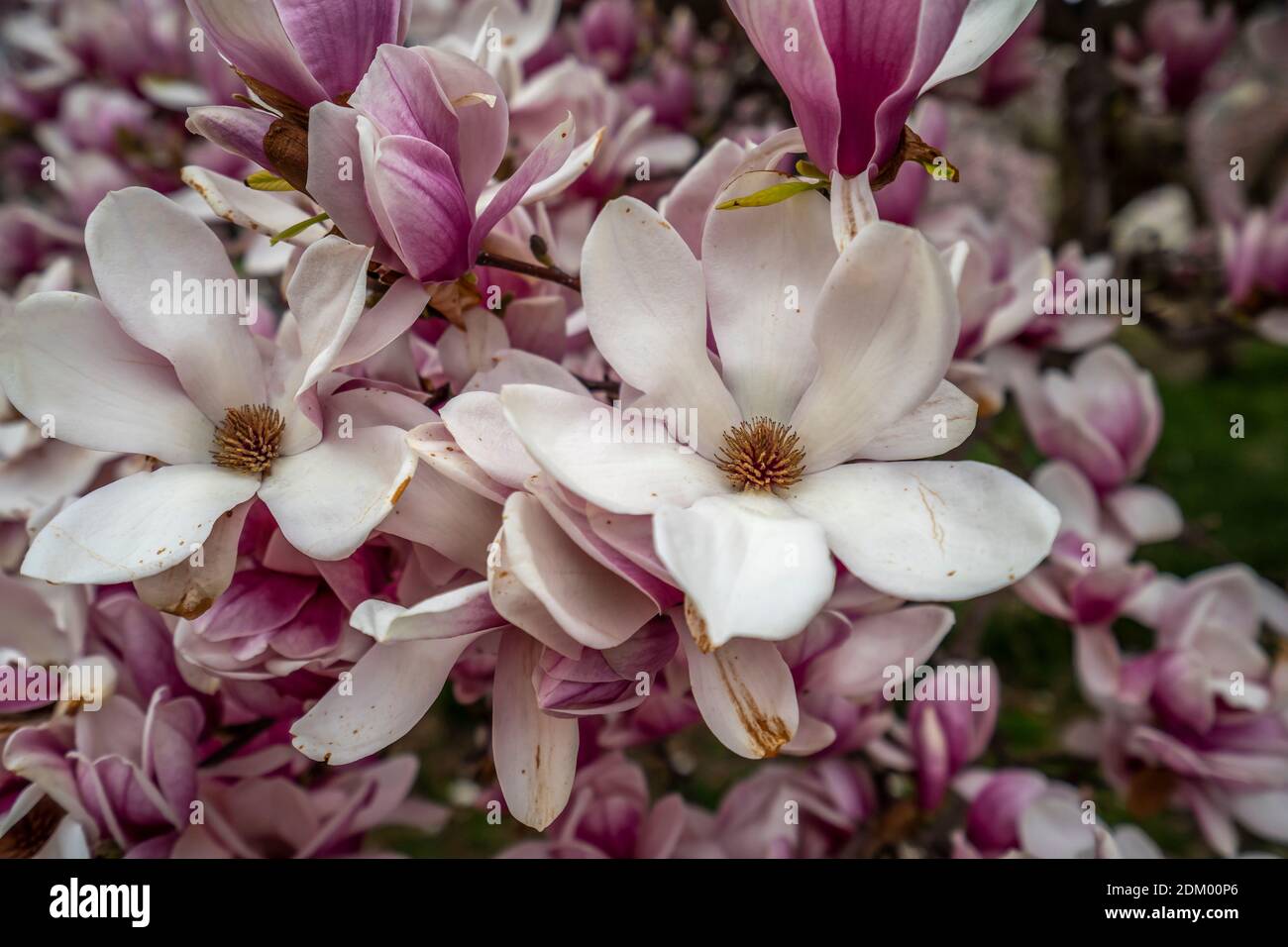 Magnolia tree in spring Stock Photo - Alamy
