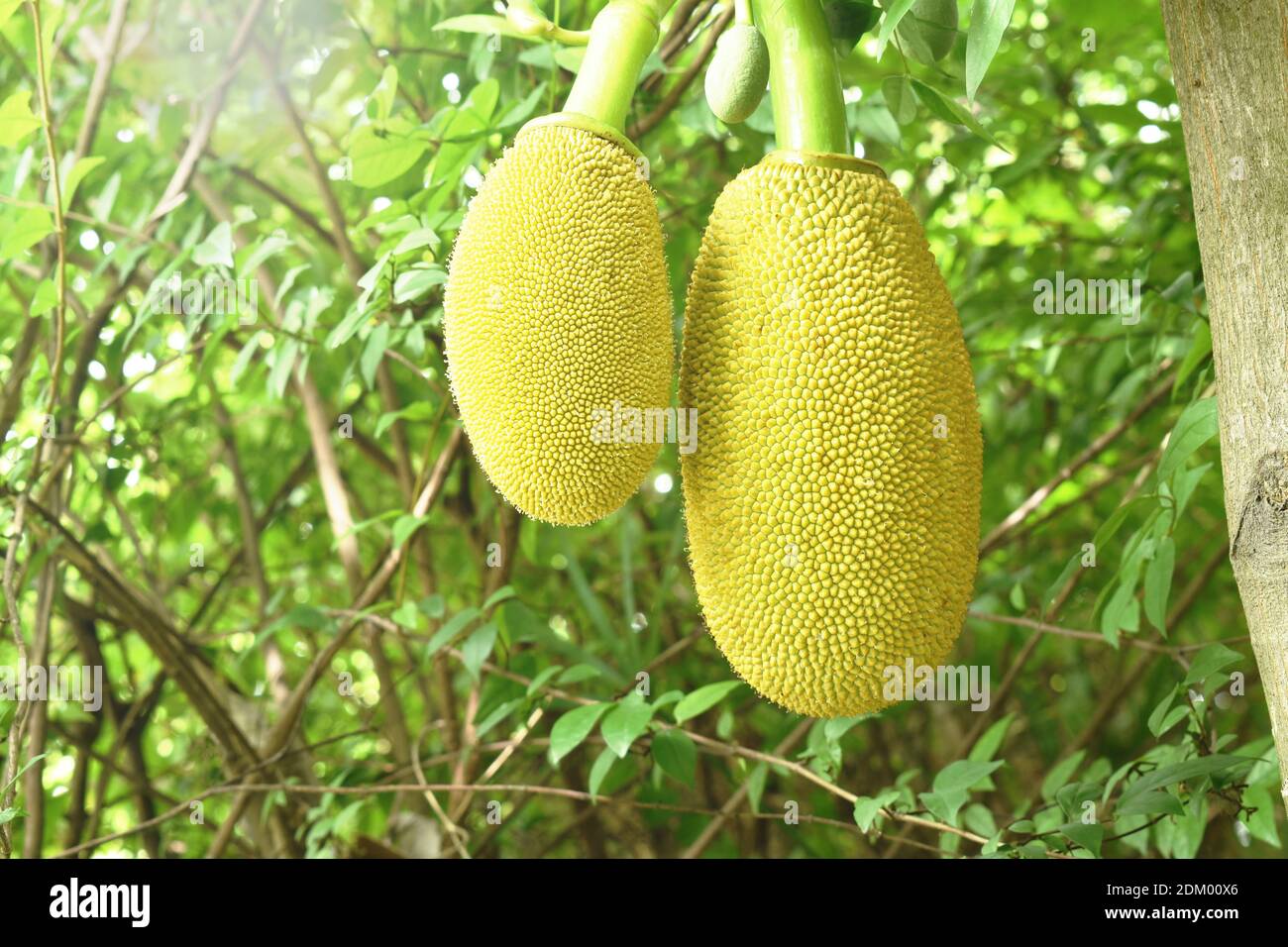jack fruit growing hanging from branch on tree in farm Stock Photo - Alamy