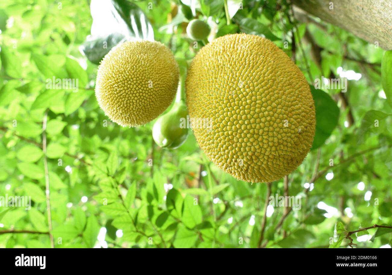 jack fruit growing hanging from branch on tree in farm Stock Photo - Alamy