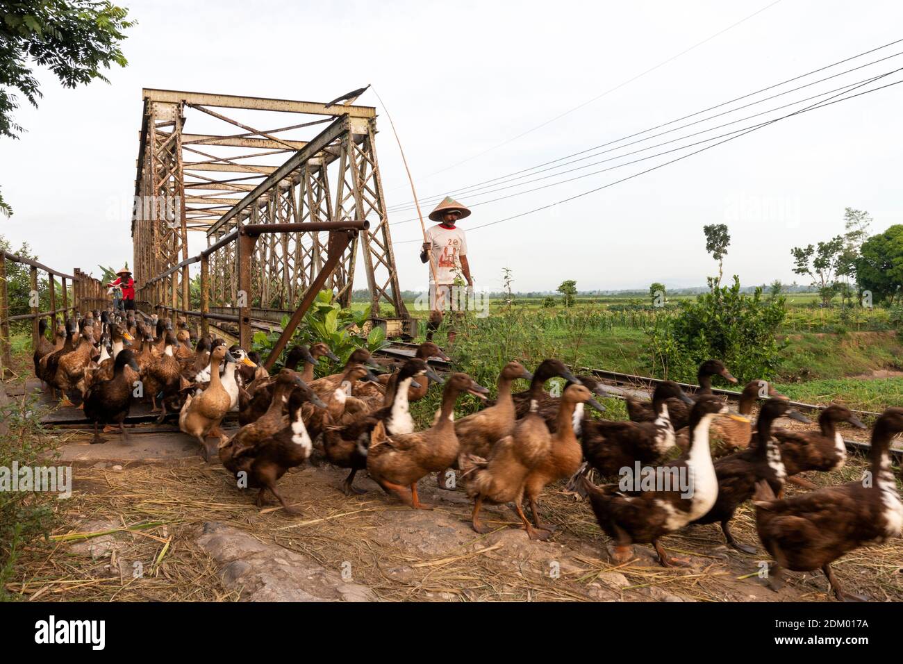 Duck breeder in Sumber Jeruk village, Jember district Stock Photo - Alamy