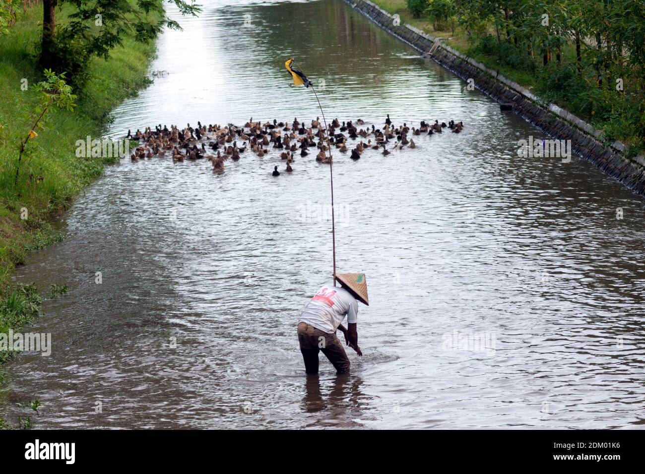 Duck breeder in Sumber Jeruk village, Jember district Stock Photo - Alamy