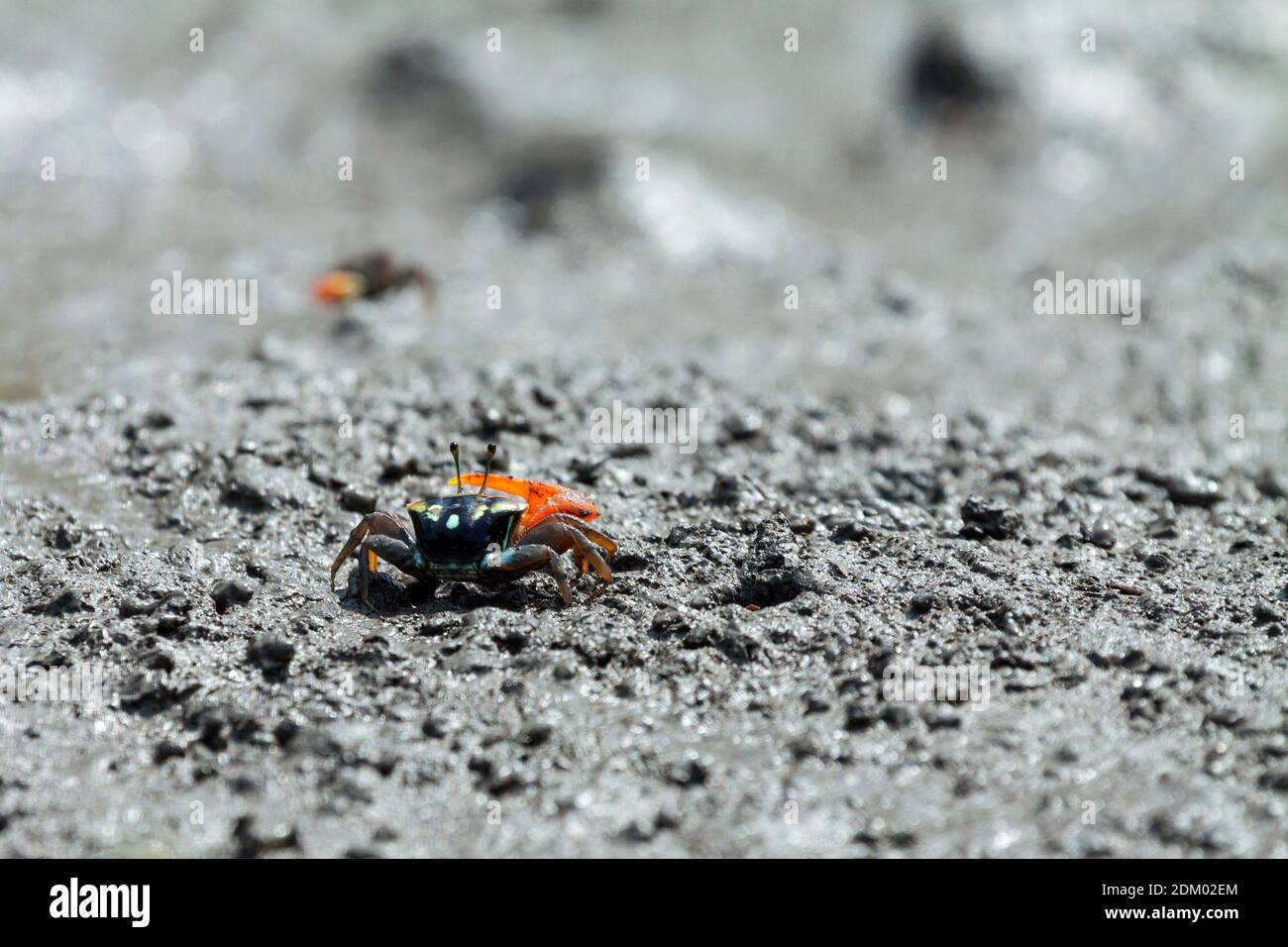 Mud crab mangrove crab hi-res stock photography and images - Alamy