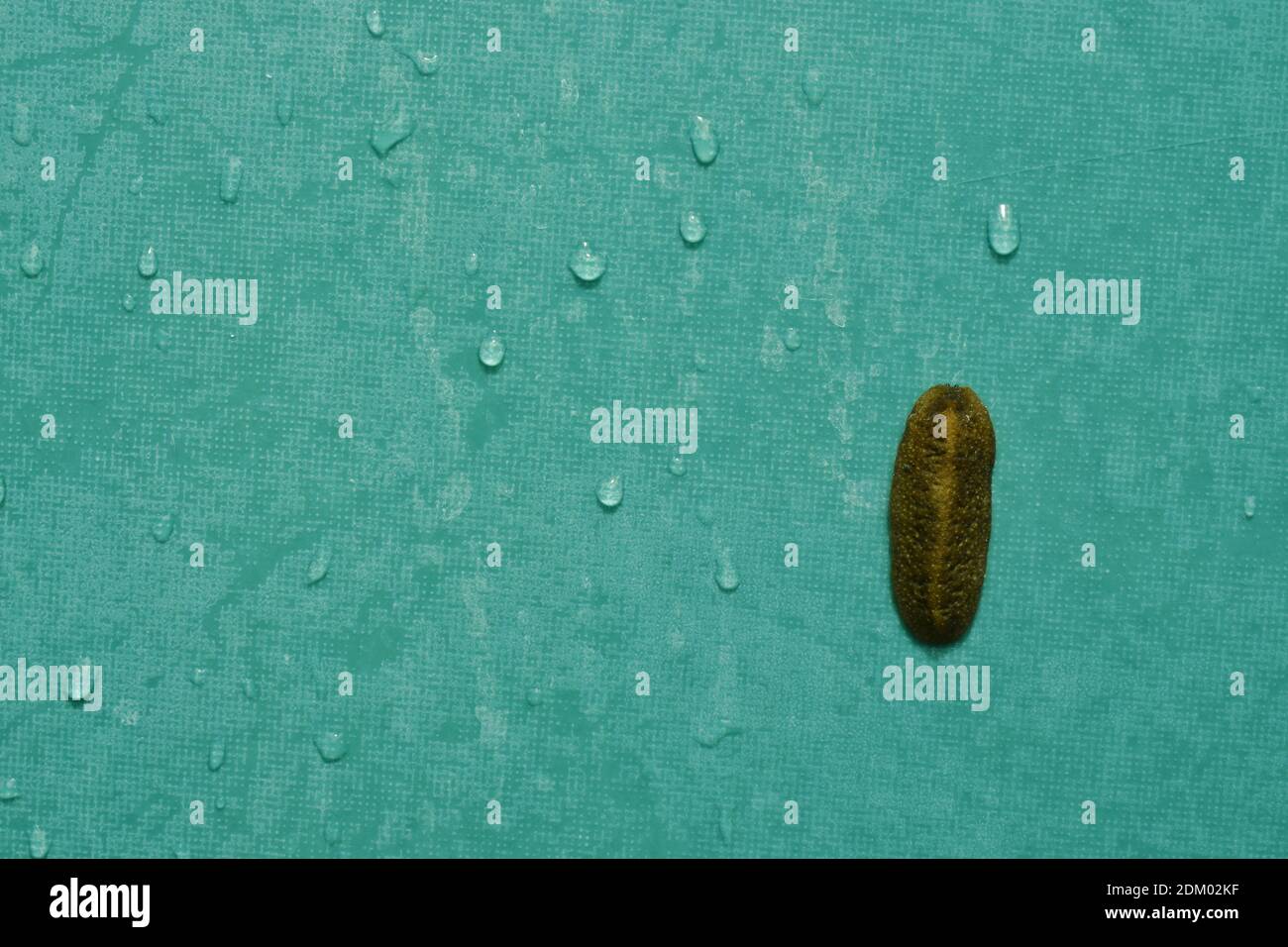 slug climbing on wet green tile bathroom wall with drop of water Stock ...