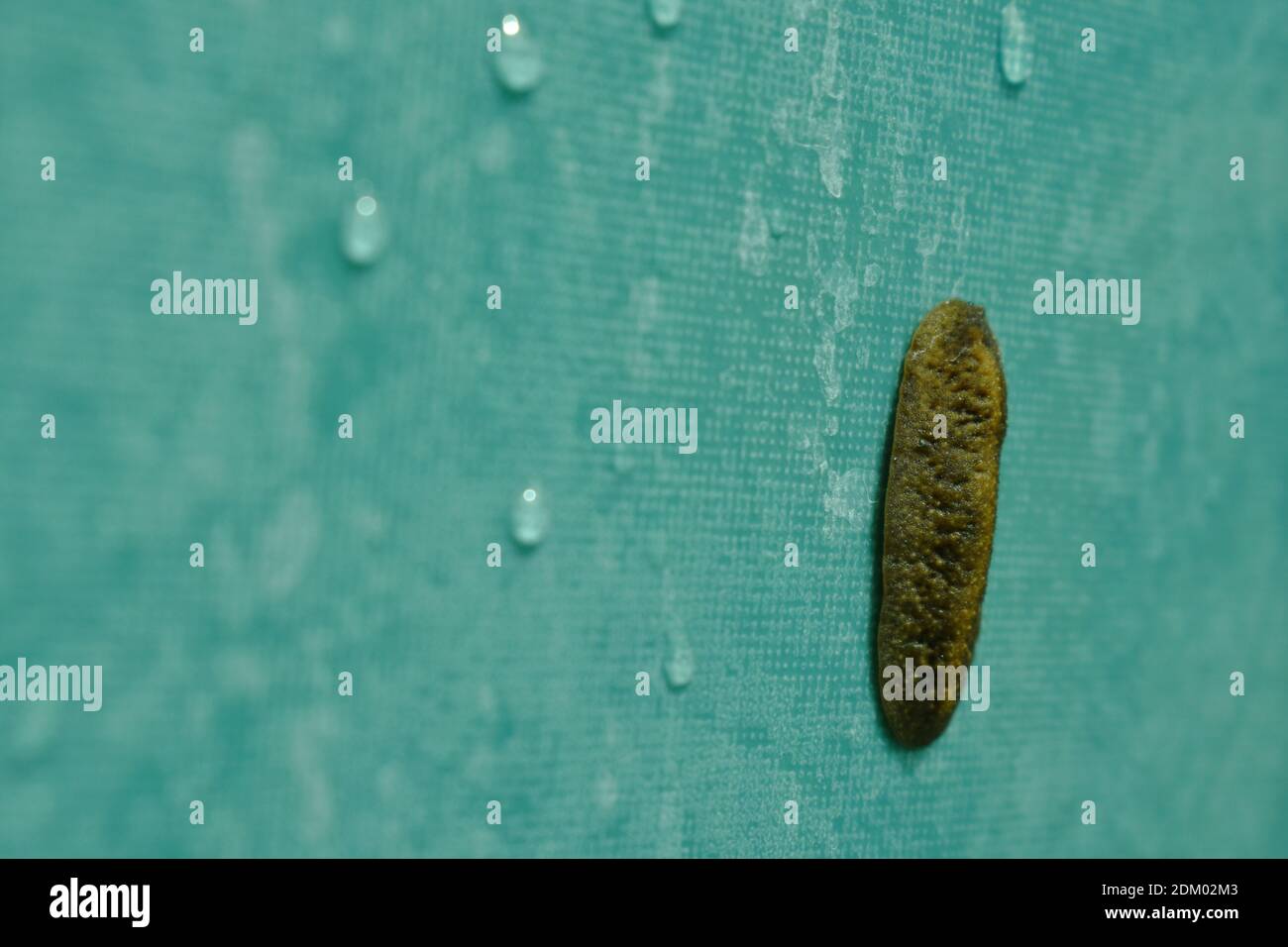 slug climbing on wet green tile bathroom wall with drop of water Stock ...
