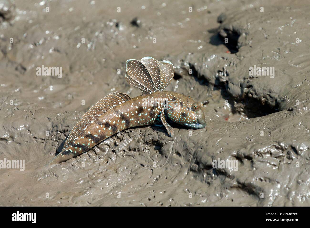 Mudskipper mangrove hi-res stock photography and images - Alamy