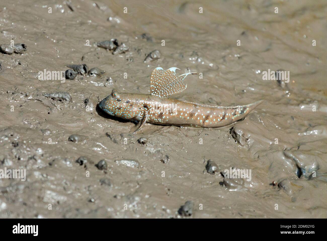 Mudskipper on Bedul beach, Alas Purwo National Park Stock Photo - Alamy