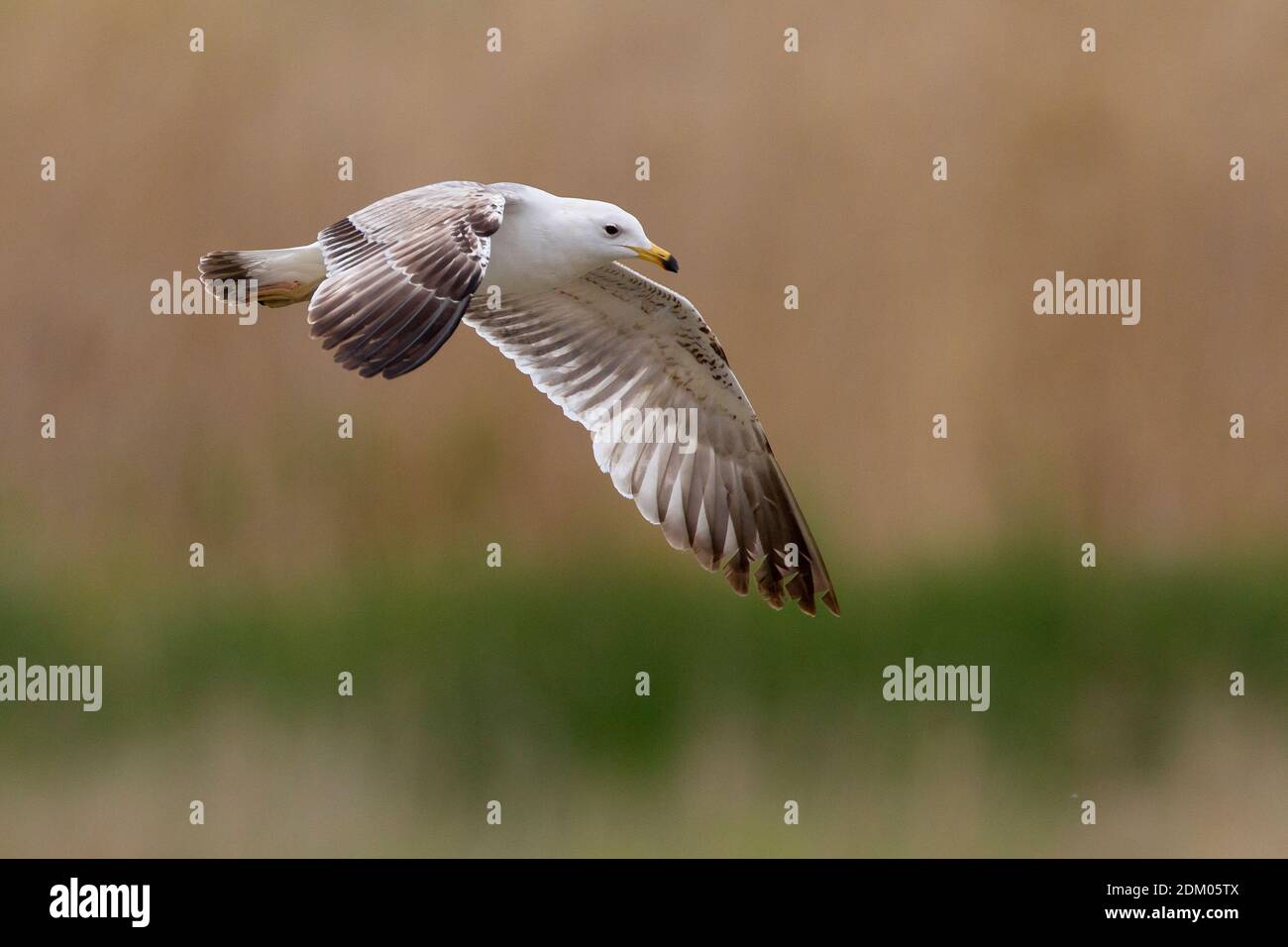 Armeense Meeuw in vlucht; Armenian Gull (Larus armenicus) in flight ...