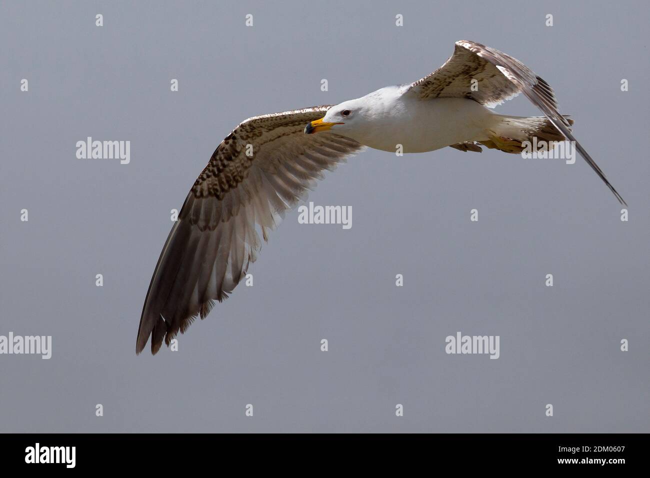Armeense Meeuw in vlucht; Armenian Gull (Larus armenicus) in flight ...