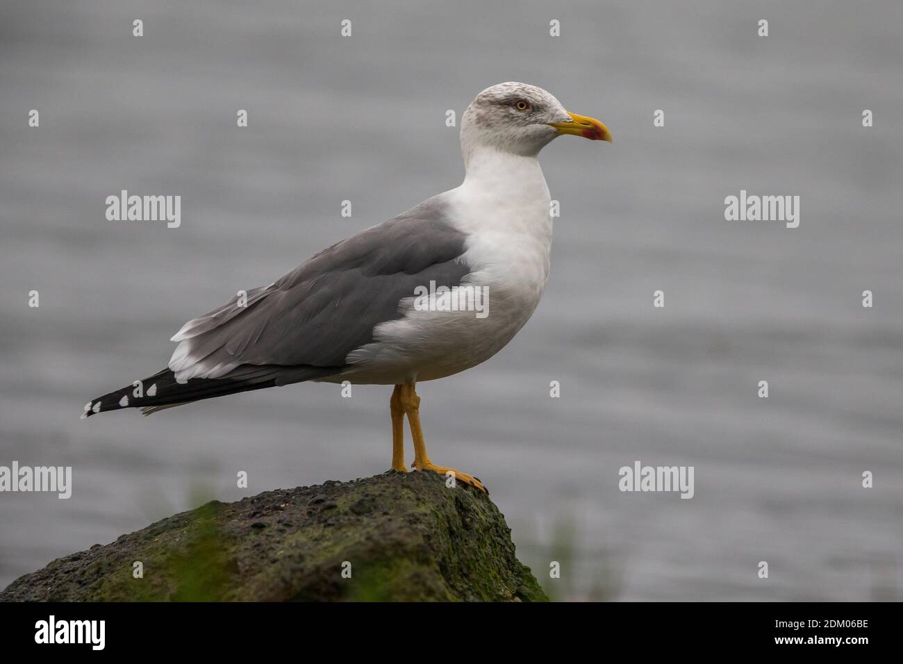 Azoren Geelpootmeeuw, Azorean Yellow-legged Gull Stock Photo - Alamy