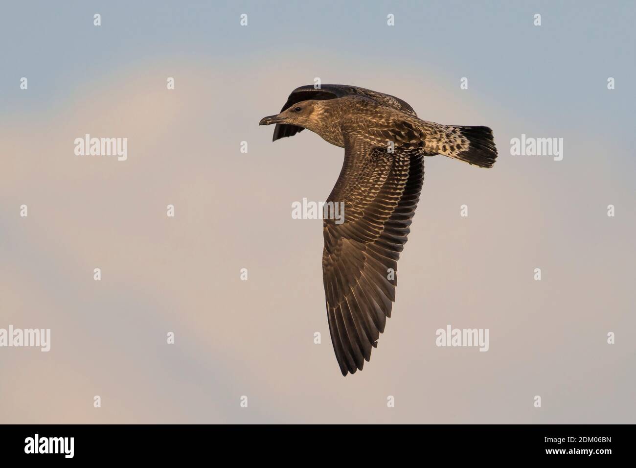 Onvolwassen Azoren Geelpootmeeuw in vlucht, Azorean Yellow-legged Gull ...