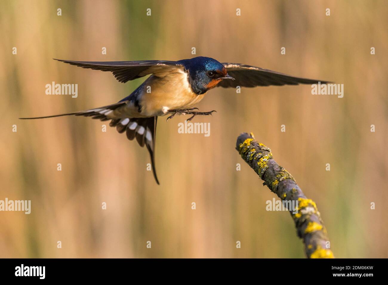 Boerenzwaluw in vlucht, Barn Swallow in flight Stock Photo - Alamy