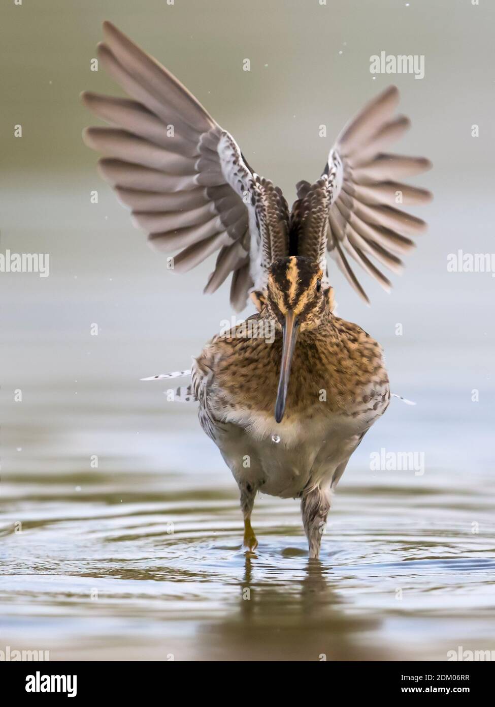 Watersnip; Common Snipe Stock Photo - Alamy