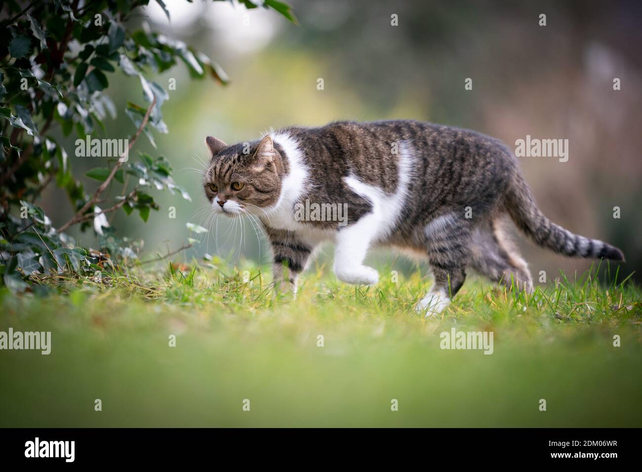 side view of a tabby white british shorthair cat outdoors in nature on ...