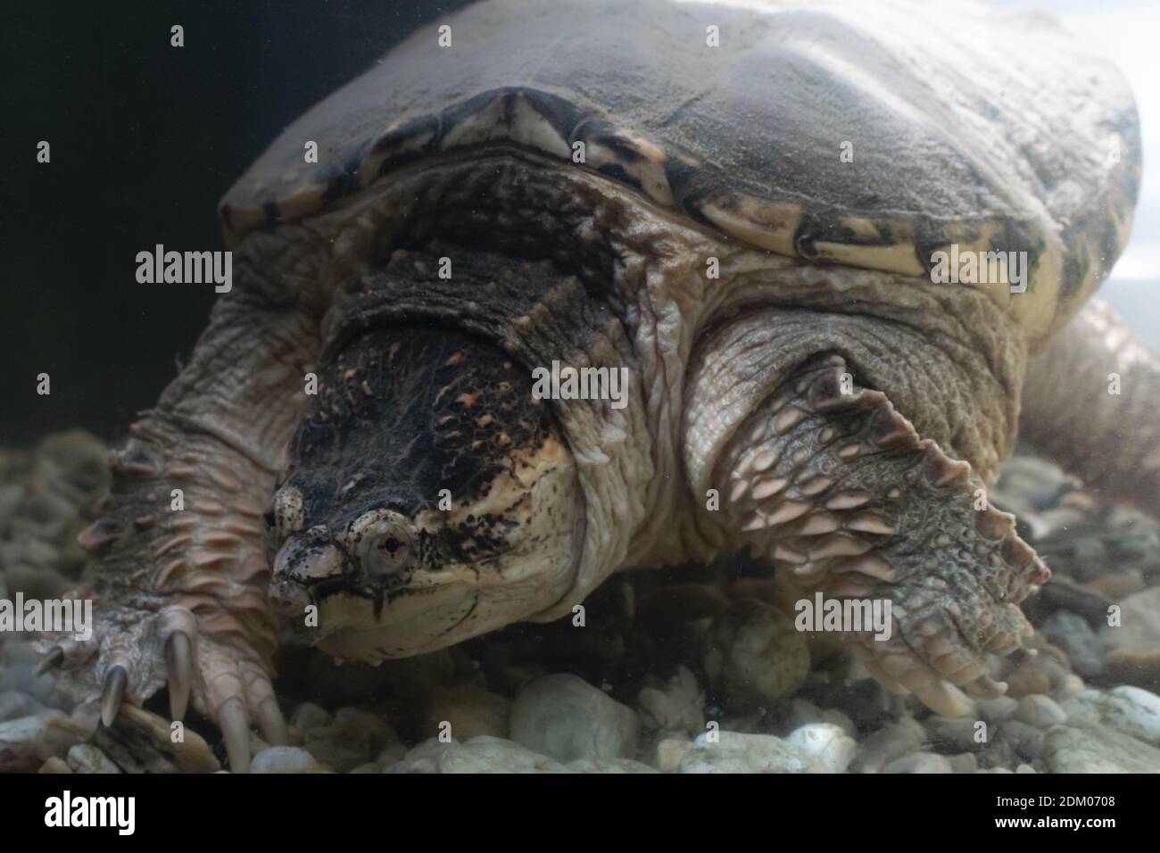 Alligator Snapping Turtle In Water