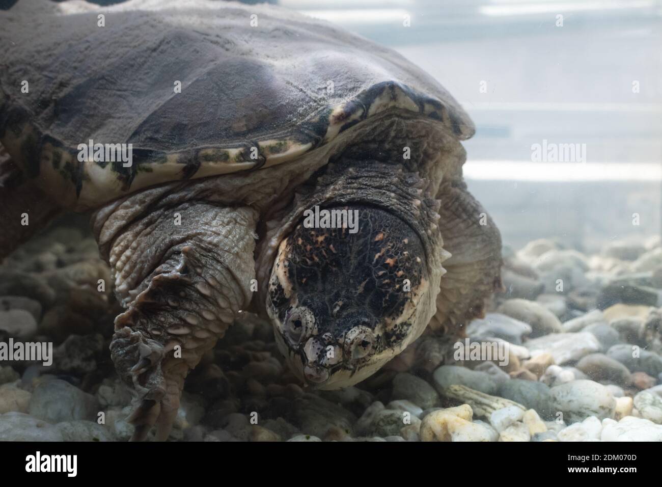 Florida snapping turtle hi-res stock photography and images - Alamy