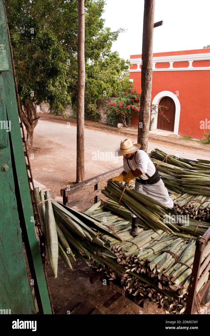 A worker unloads Henequen for processing into a fiber suitable for rope ...