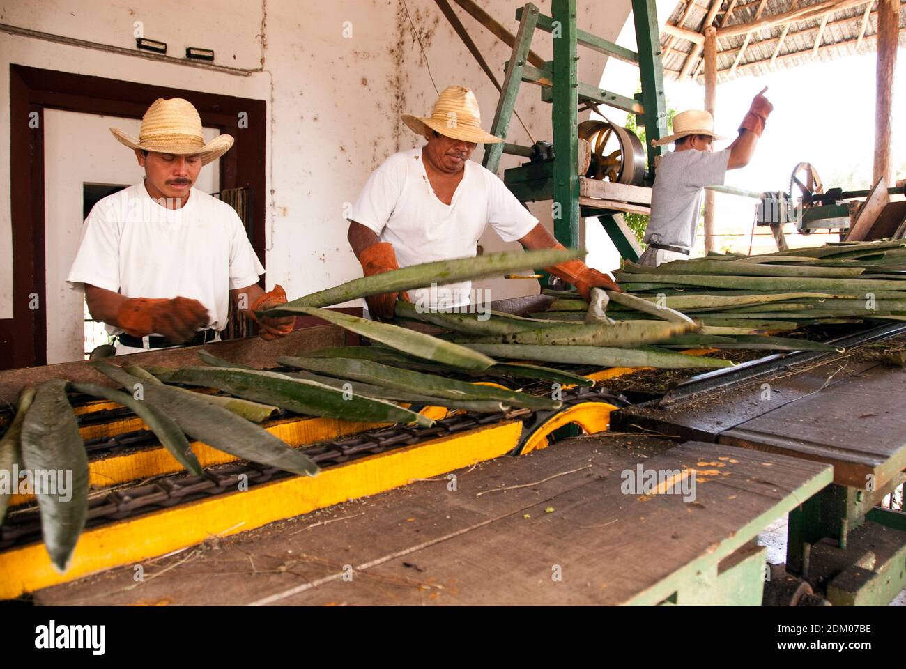 Workers process Henequen, an agave plant, into a fiber suitable for ...