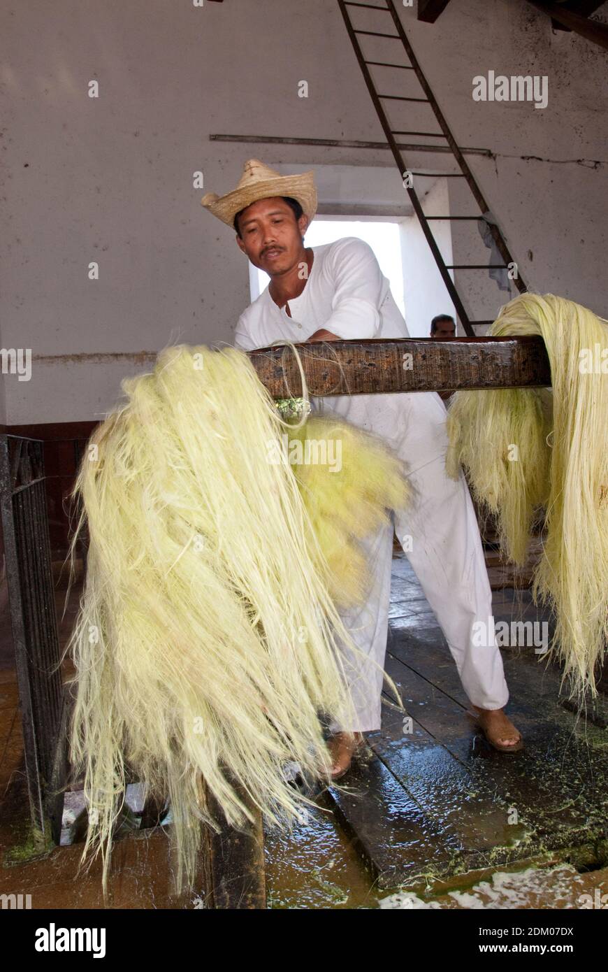 Workers process Henequen, an agave plant, into a fiber suitable for ...